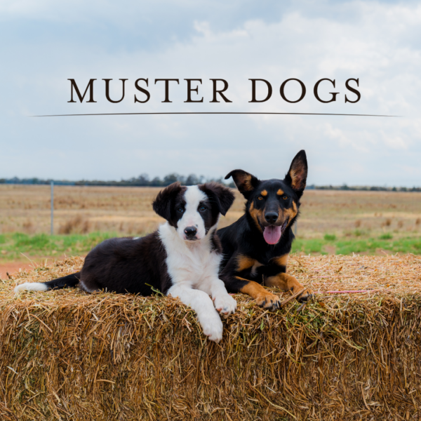 Muster Dogs – Lincoln Rural